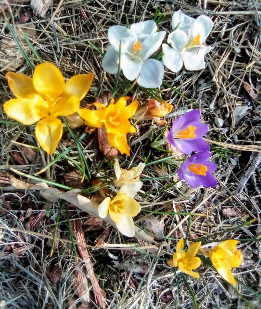 Spring has Sprung - MakeICT