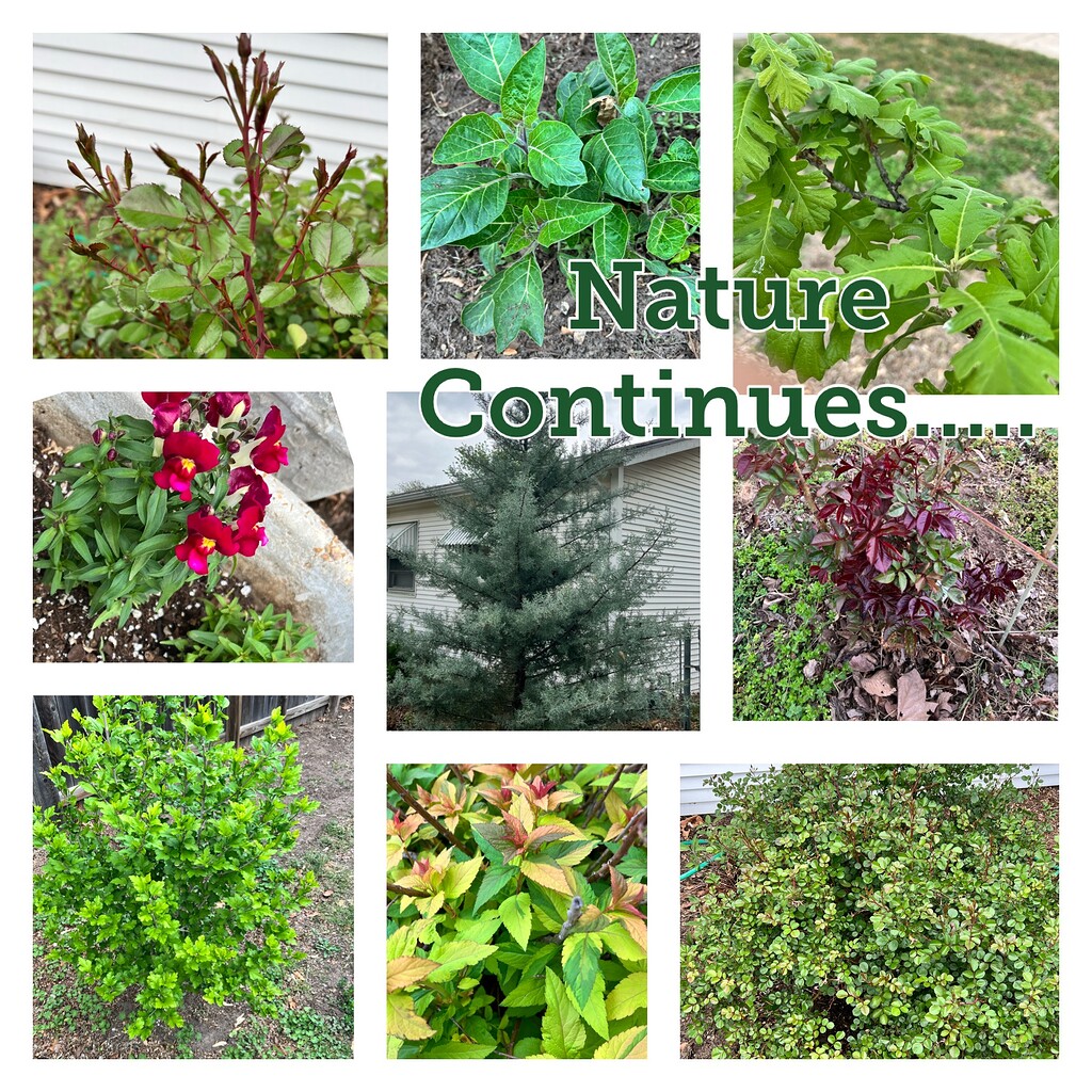 Is this showing off? - Garden - MakeICT