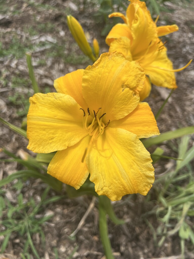 Daylilies donated by Daylily Society - Garden - MakeICT