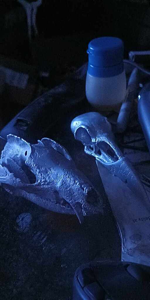 Opossum skull casting - What are you making? - MakeICT