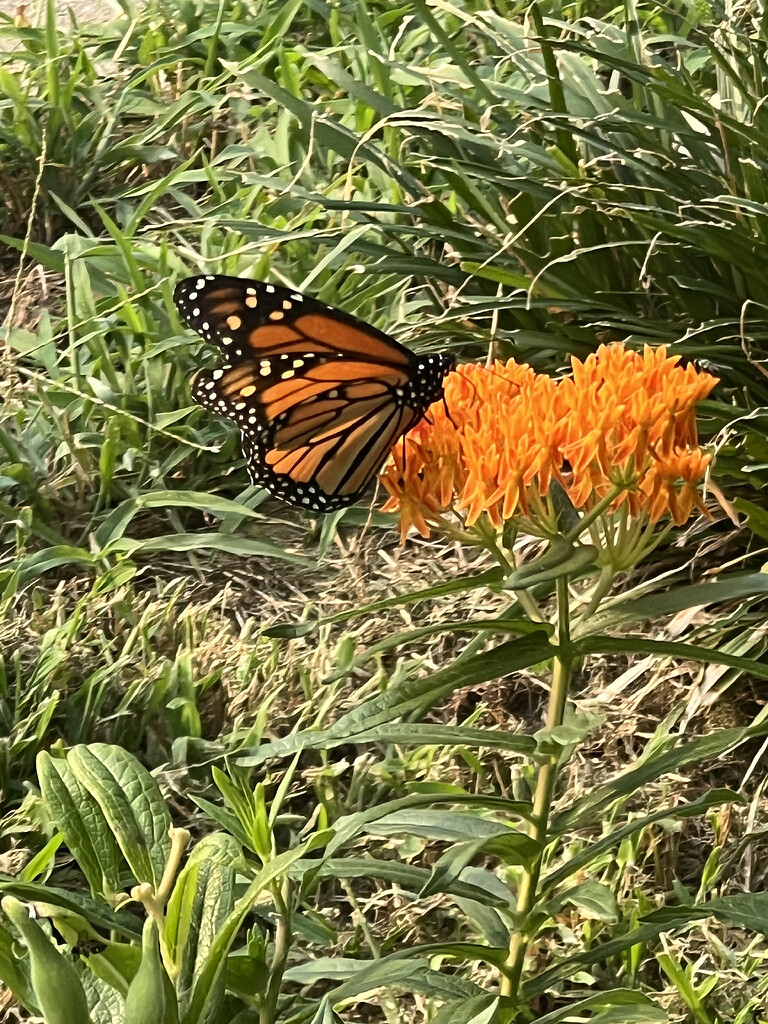Monarchs showing up - Garden - MakeICT